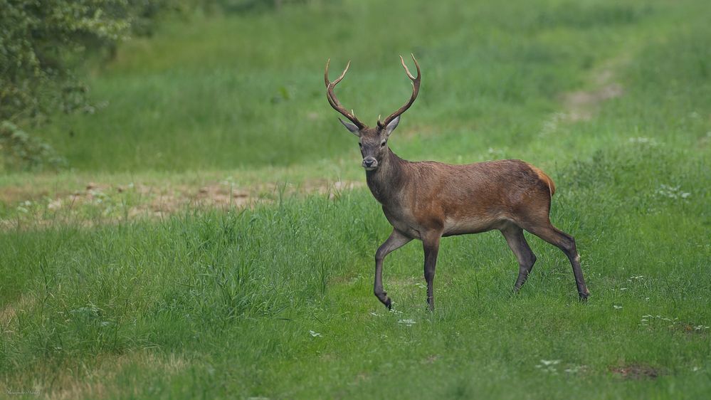 Rothirsch 08 (1 von 1) Foto & Bild | tiere, wildlife, natur Bilder auf ...