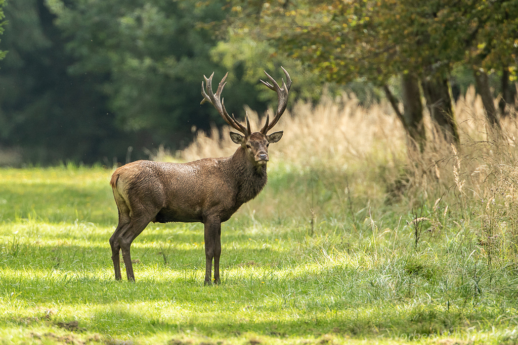 Rothirsch Foto & Bild | tiere, wildlife, säugetiere Bilder auf ...