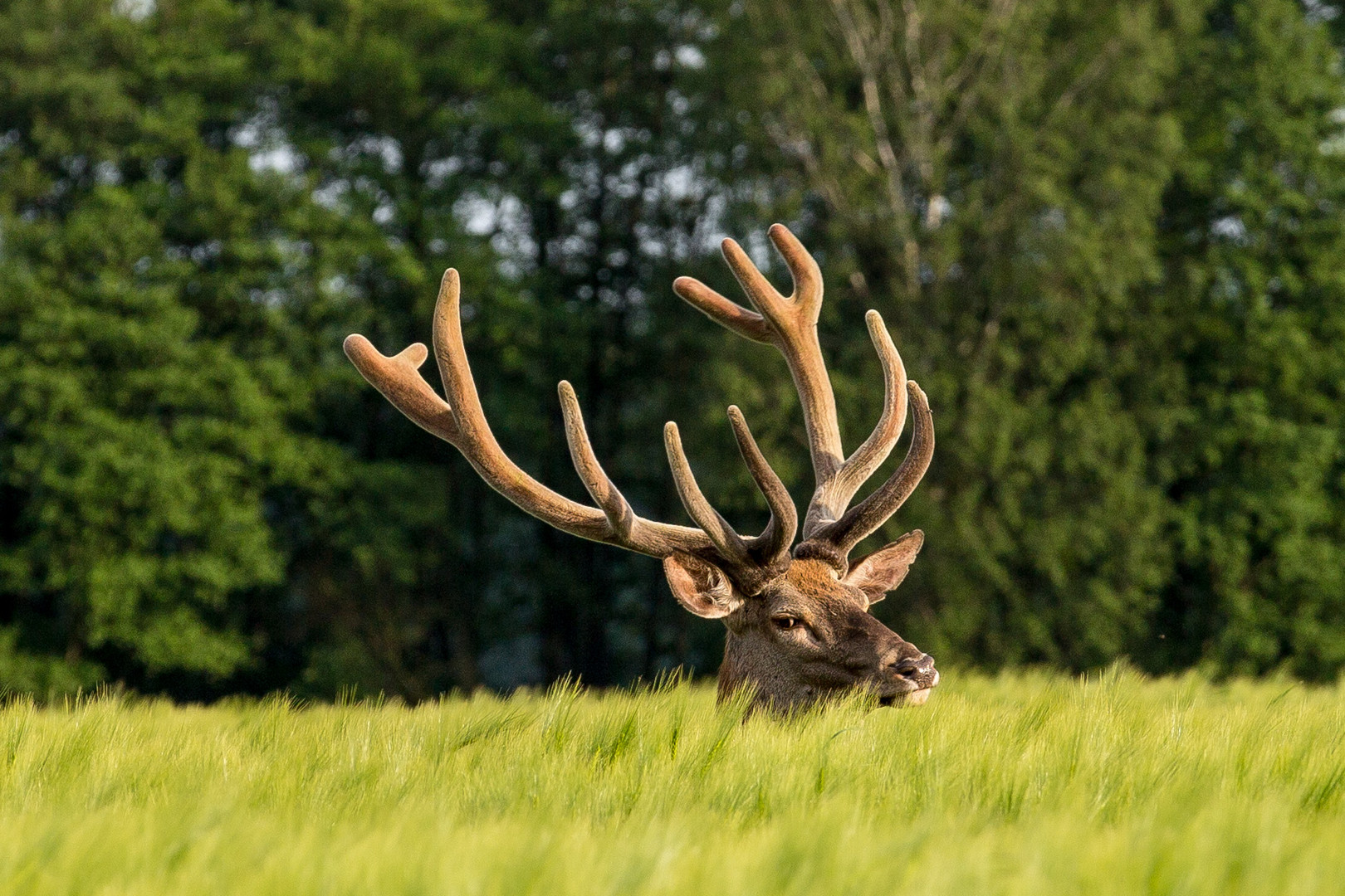 Rothirsch 1 Foto & Bild | tiere, wildlife, säugetiere Bilder auf ...