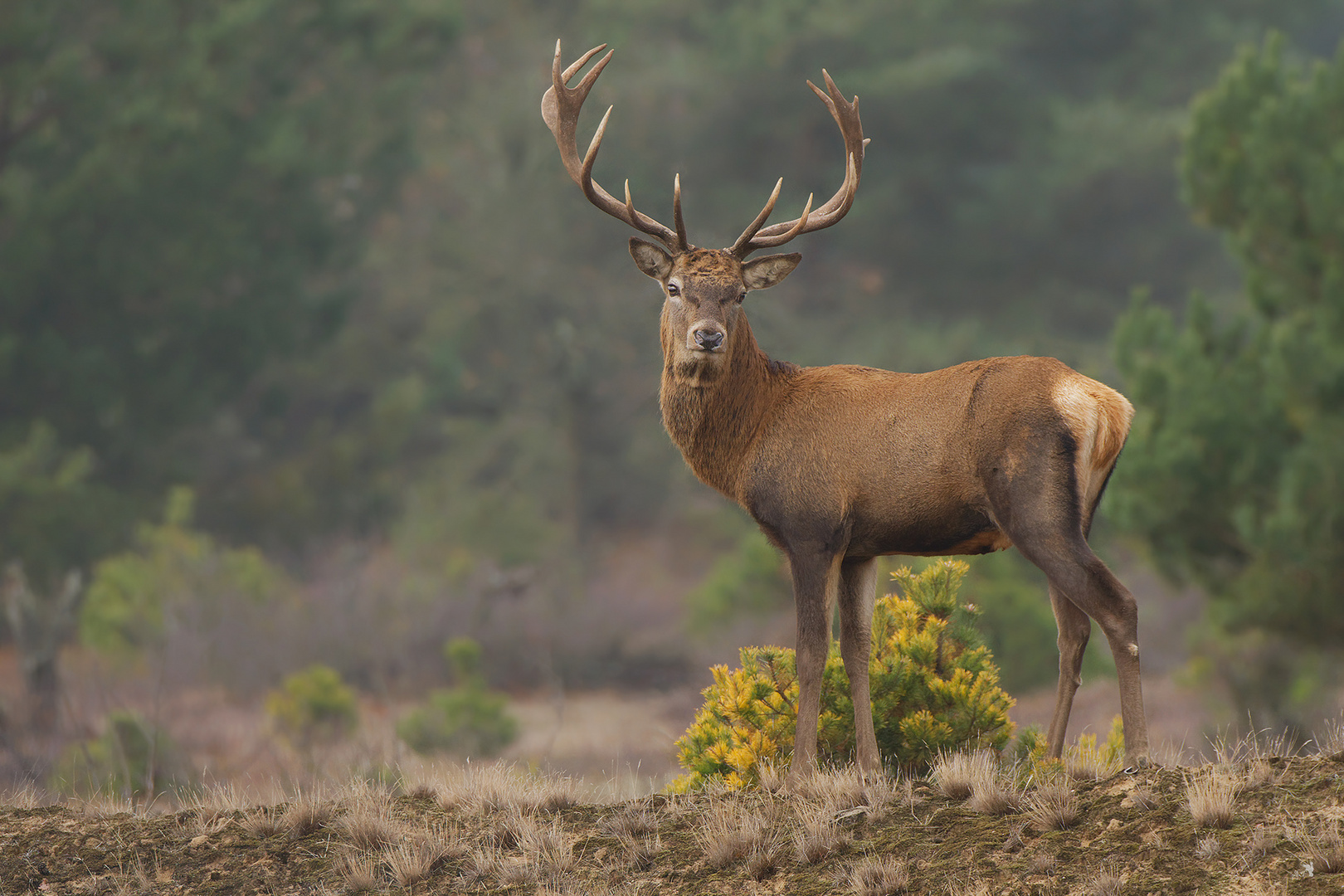 Rothirsch Foto & Bild | brandenburg, natur, herbst Bilder auf fotocommunity