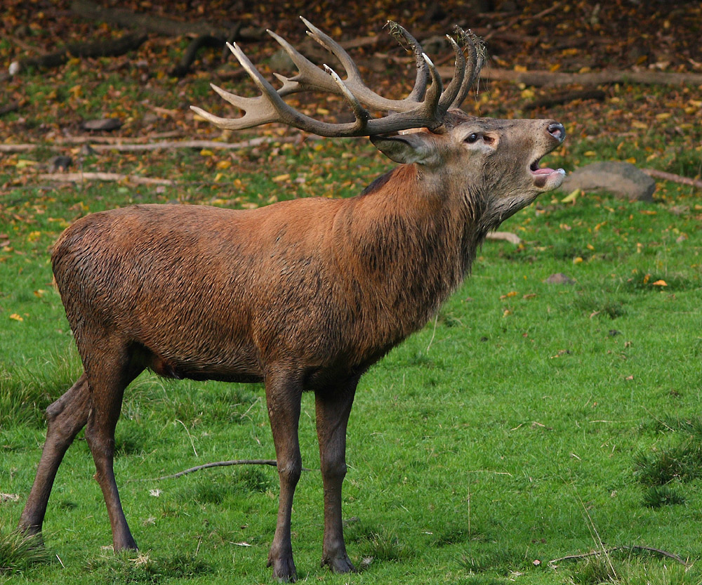 Rothirsch Foto & Bild | tiere, zoo, wildpark & falknerei, säugetiere ...