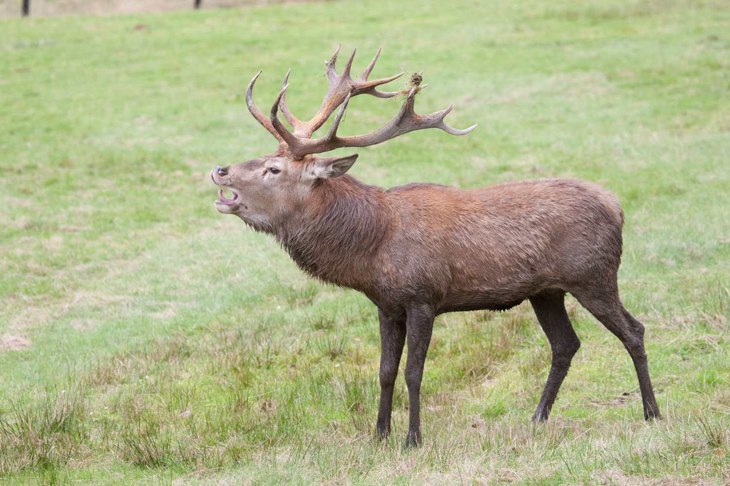 Rothirsch Foto & Bild | tiere, wildlife, säugetiere Bilder auf ...