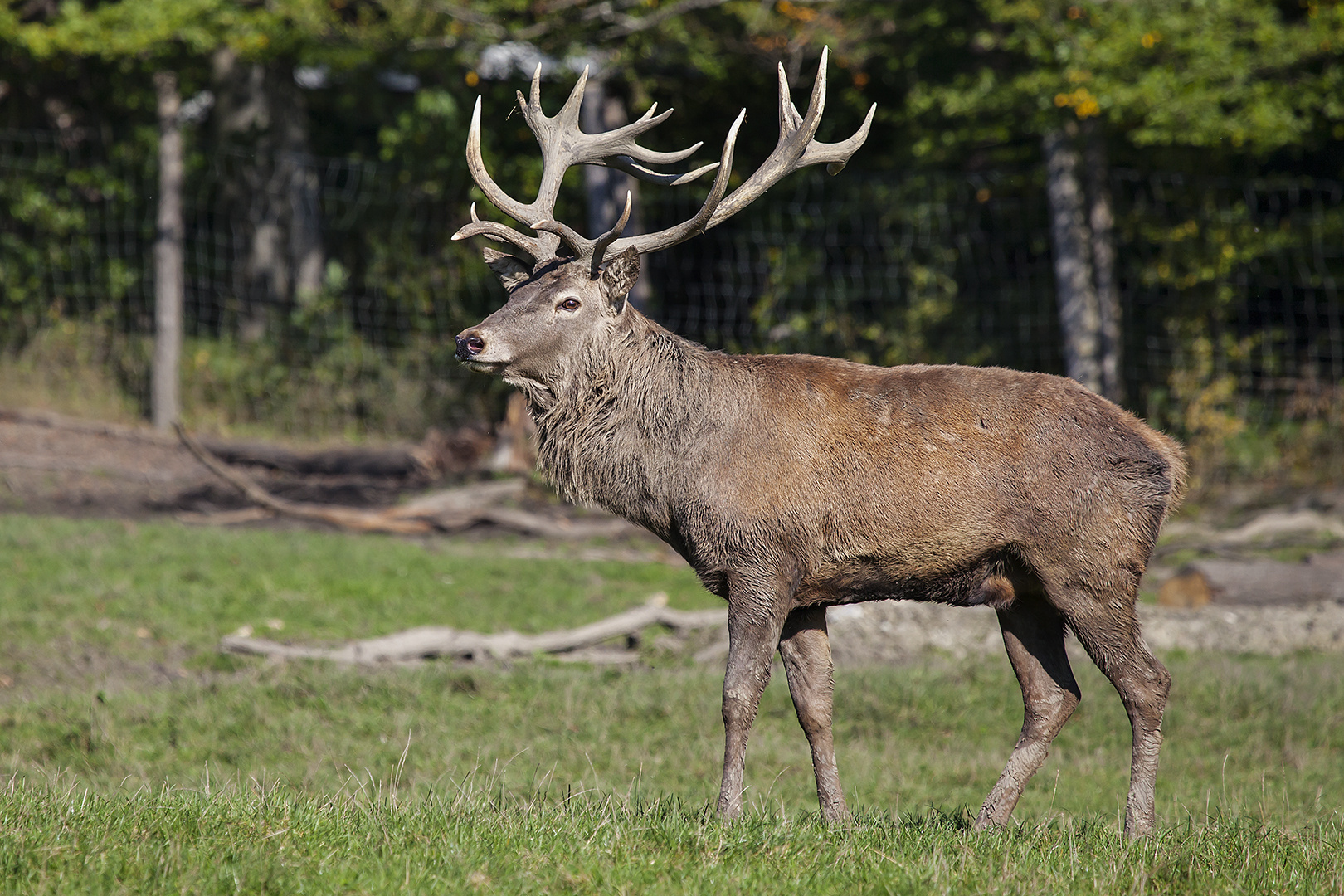 Rothirsch Foto & Bild | tiere, rotwild, wildgehege Bilder auf fotocommunity