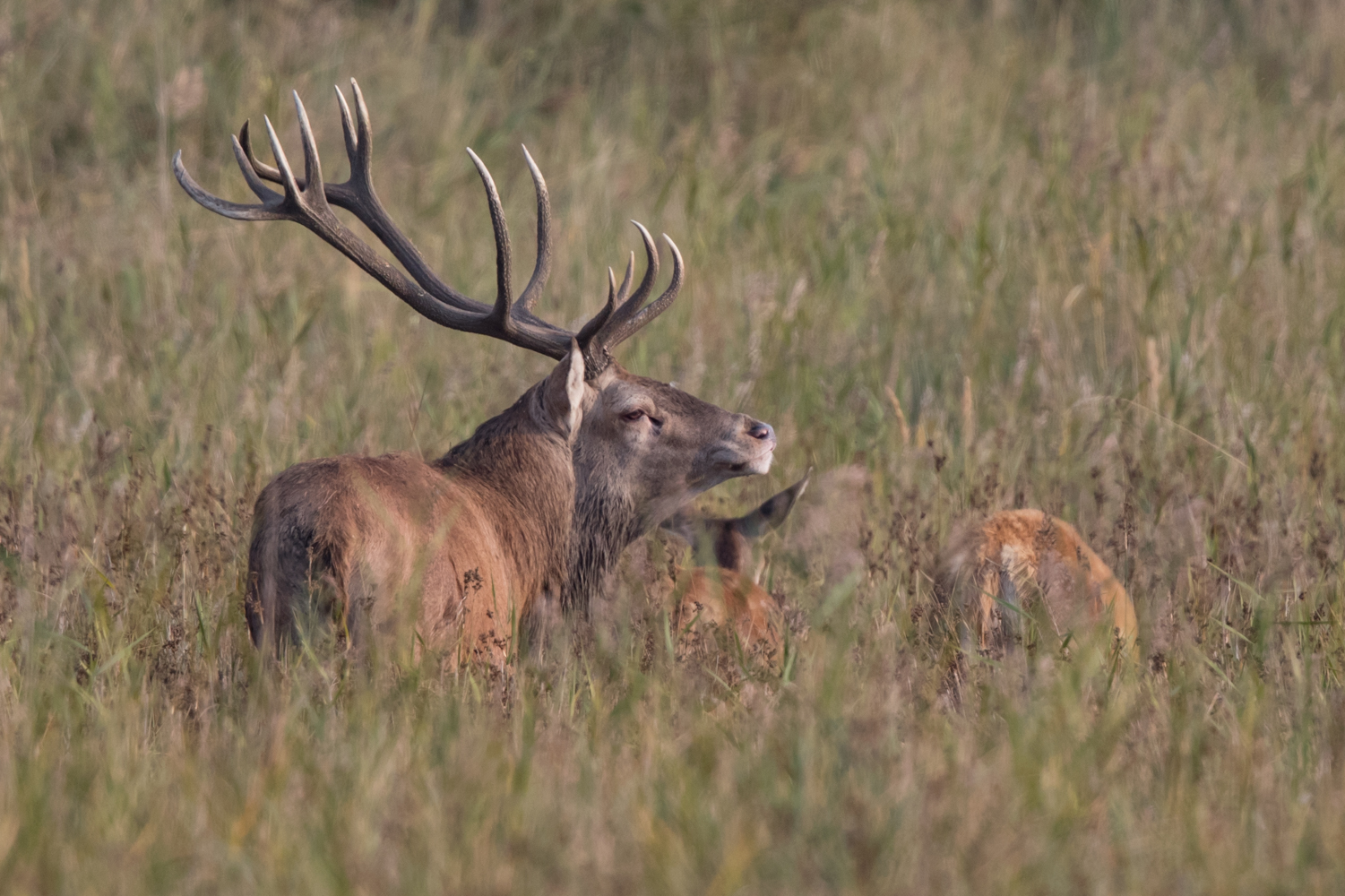 Rothirsch 2 Foto & Bild | tiere, wildlife, säugetiere Bilder auf ...