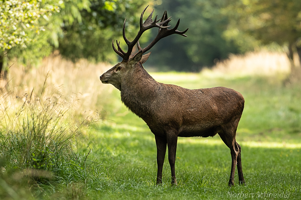 Rothirsch Foto & Bild | tiere, wildlife, säugetiere Bilder auf ...