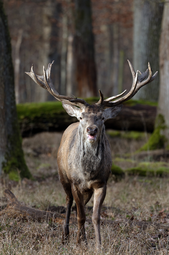 Rothirsch Foto & Bild | tiere, zoo, wildpark & falknerei, säugetiere ...