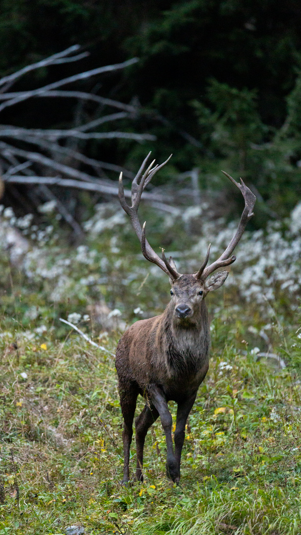 Rothirsch Foto & Bild | tiere, wildlife, säugetiere Bilder auf ...