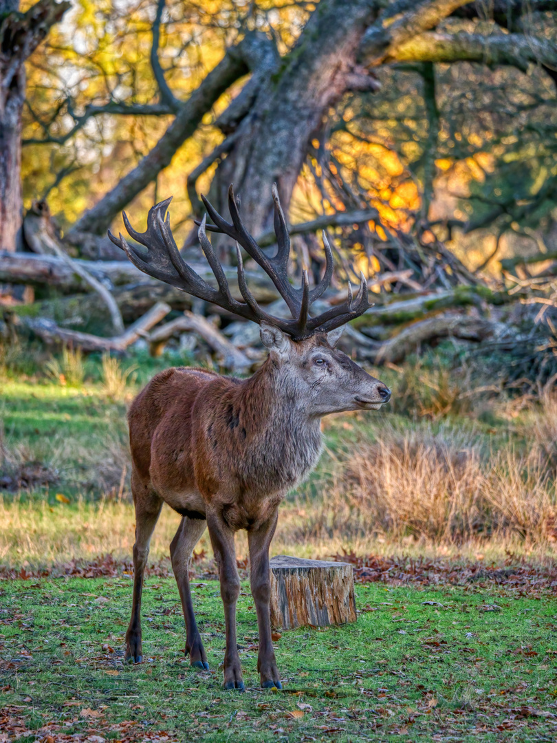 Rothirsch Foto & Bild | deutschland, europe, nordrhein- westfalen ...