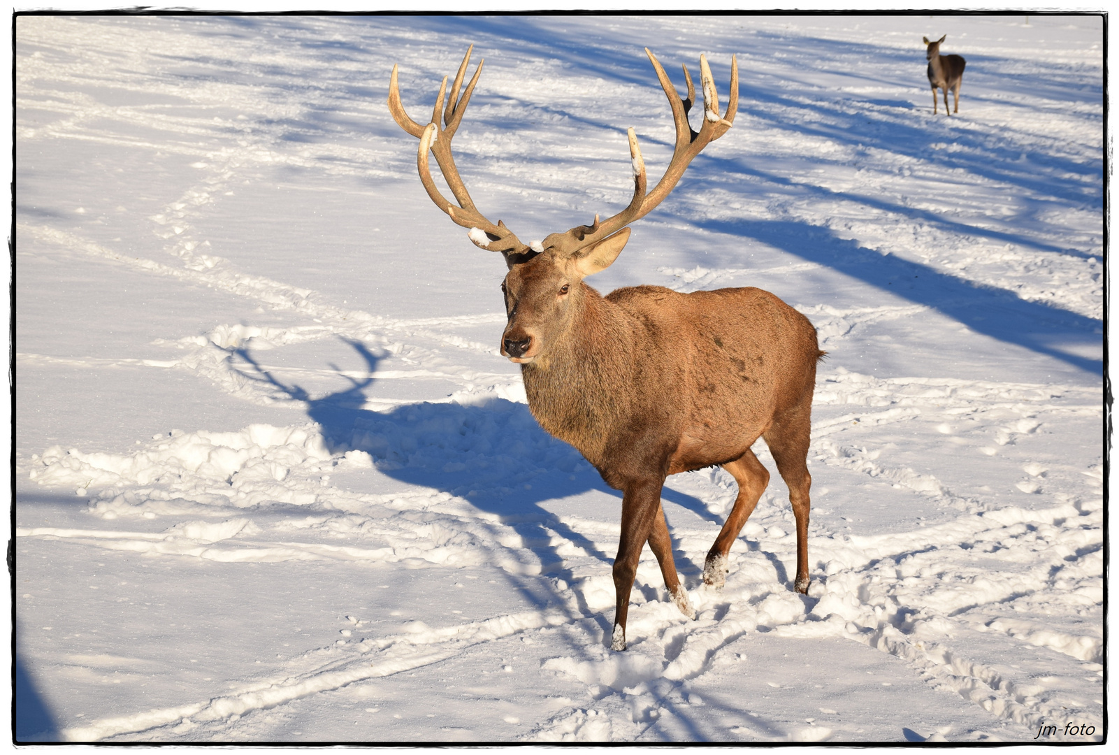 Rothirsch Foto & Bild | wald, winter, natur Bilder auf fotocommunity