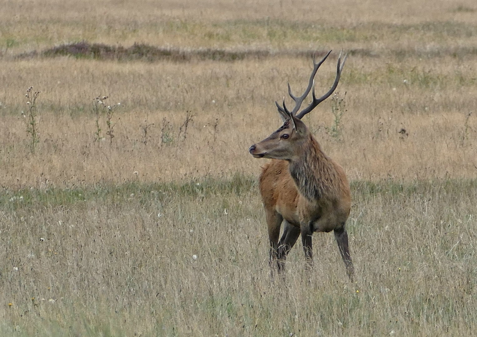 Rothirsch Foto & Bild | herbst, heide, tiere Bilder auf fotocommunity