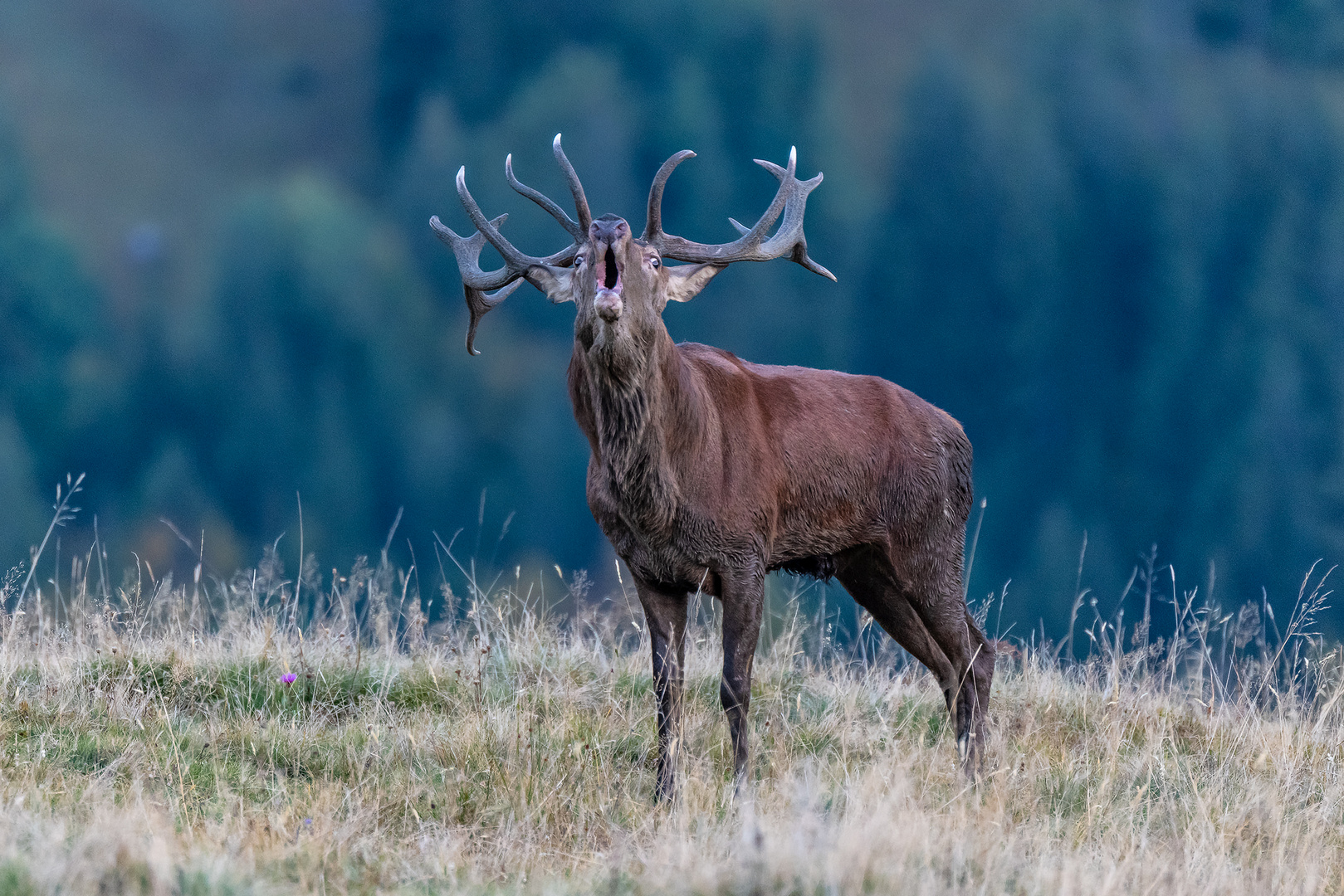 Rothirsch Foto & Bild | fotos, nikon, morgenstimmung Bilder auf ...