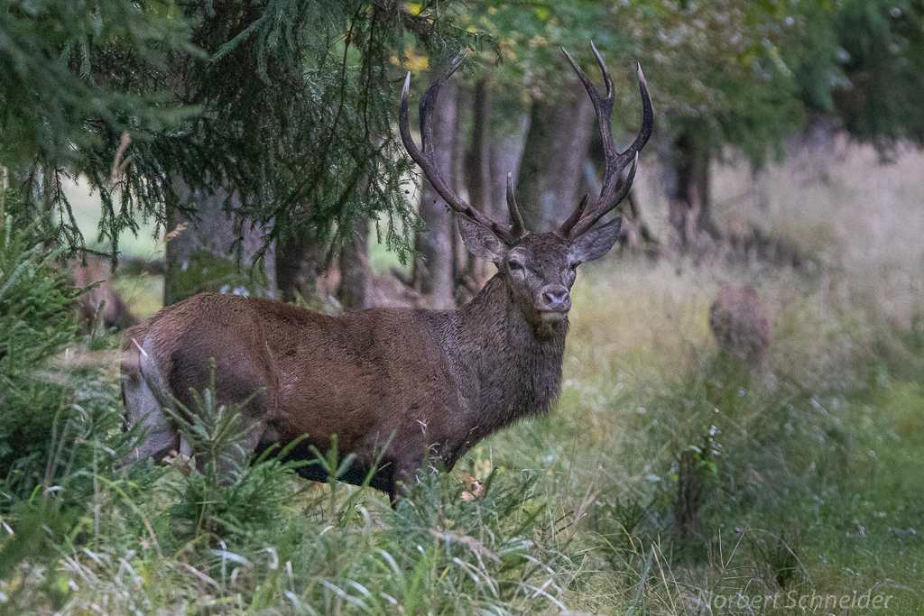 Rothirsch Foto & Bild | tiere, wildlife, säugetiere Bilder auf ...