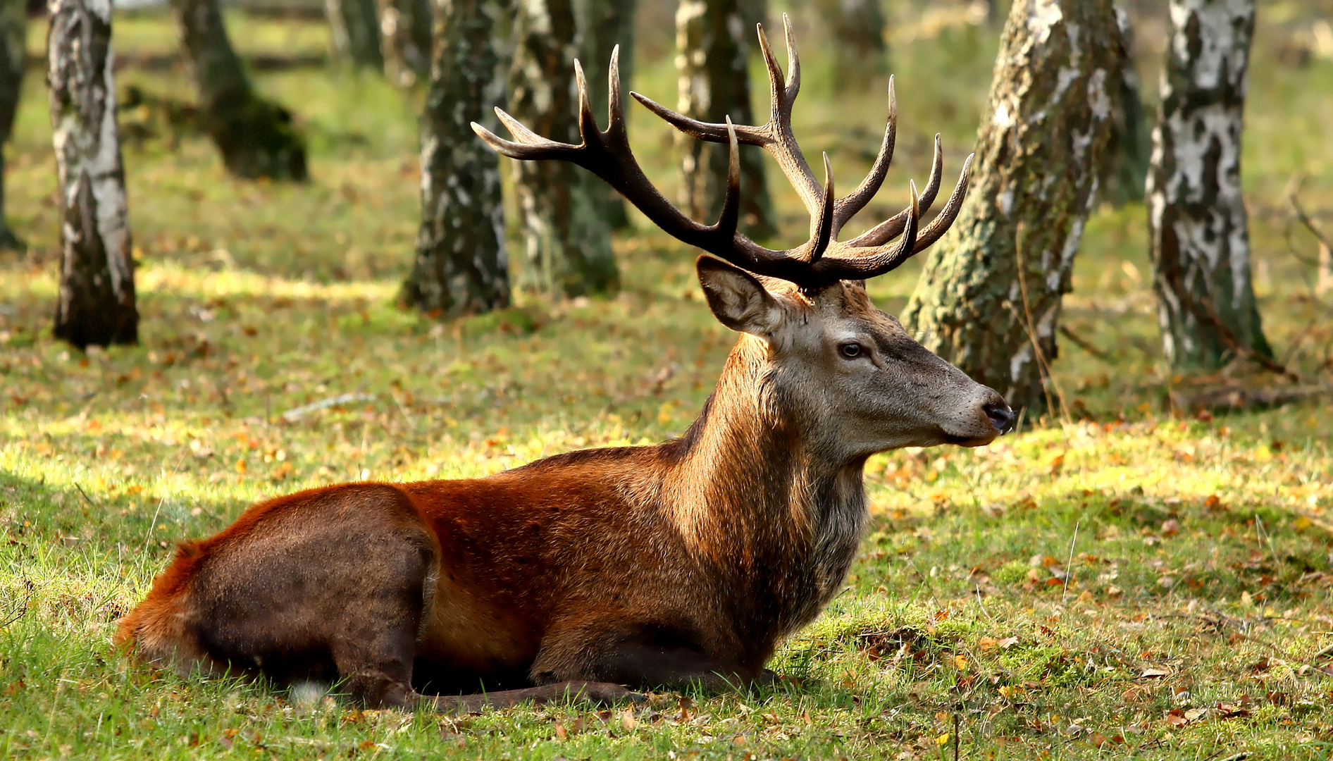 Rothirsch Foto & Bild | tiere, zoo, wildpark & falknerei, säugetiere ...