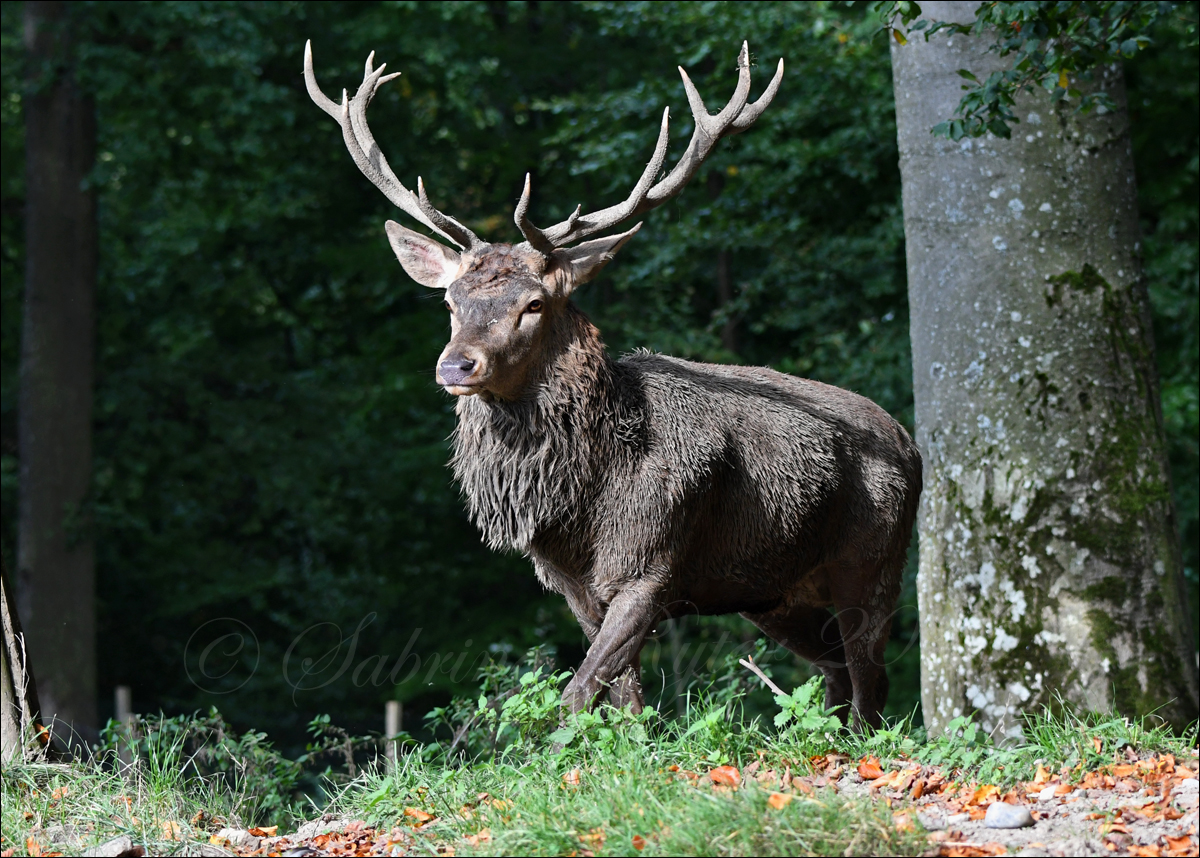 Rothirsch Foto & Bild | zoo tiere, natur, herbst Bilder auf fotocommunity