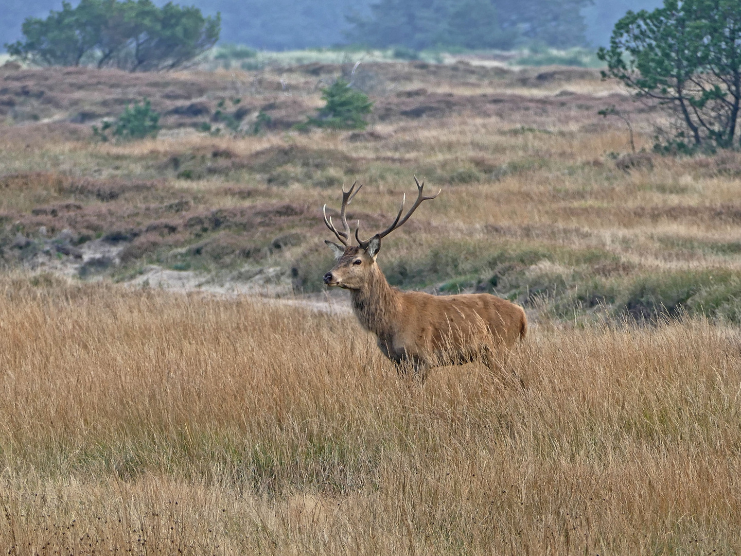 Rothirsch Foto & Bild | herbst, heide, tiere Bilder auf fotocommunity
