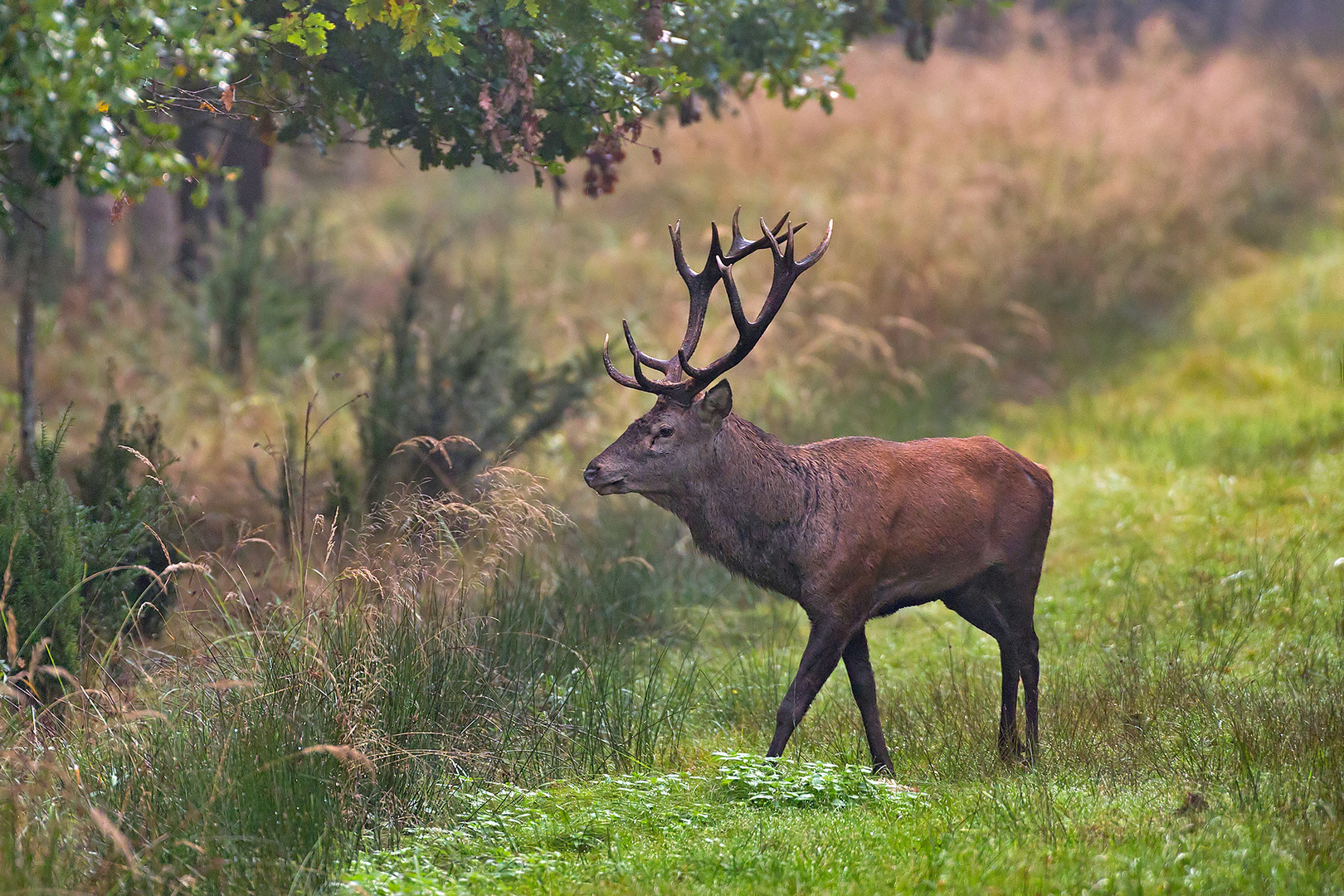 Rothirsch. Foto & Bild | tiere, wildlife, säugetiere Bilder auf ...