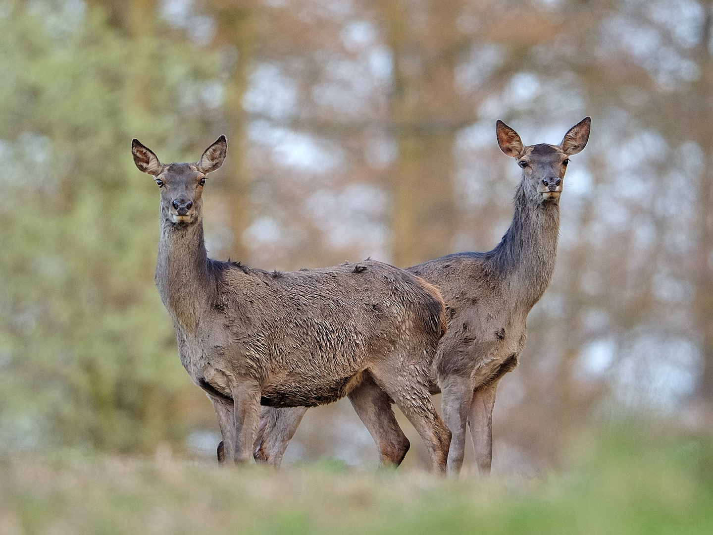 Rothirsch Foto & Bild | tiere, wildlife, säugetiere Bilder auf ...