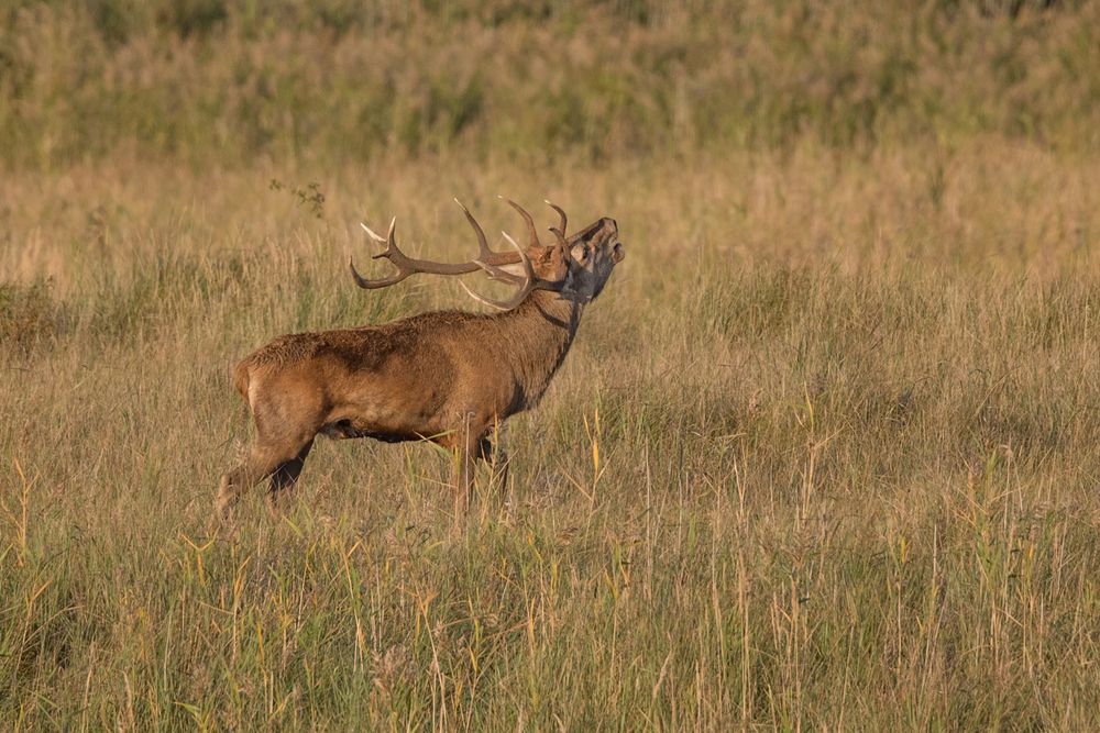 Rothirsch Foto & Bild | tiere, wildlife, säugetiere Bilder auf ...