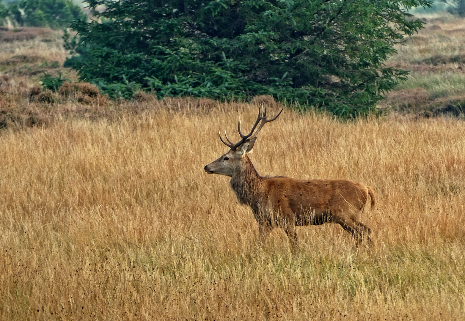 Rothirsch Foto & Bild | sommer, heide, tiere Bilder auf fotocommunity