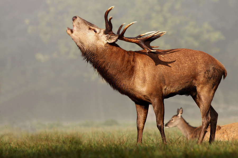 Rothirsch Foto & Bild | tiere, zoo, wildpark & falknerei, tier Bilder ...