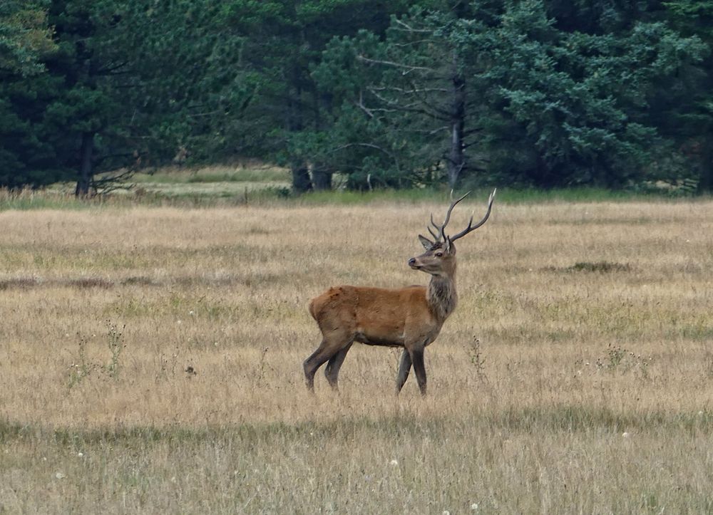 Rothirsch Foto & Bild | herbst, heide, tiere Bilder auf fotocommunity