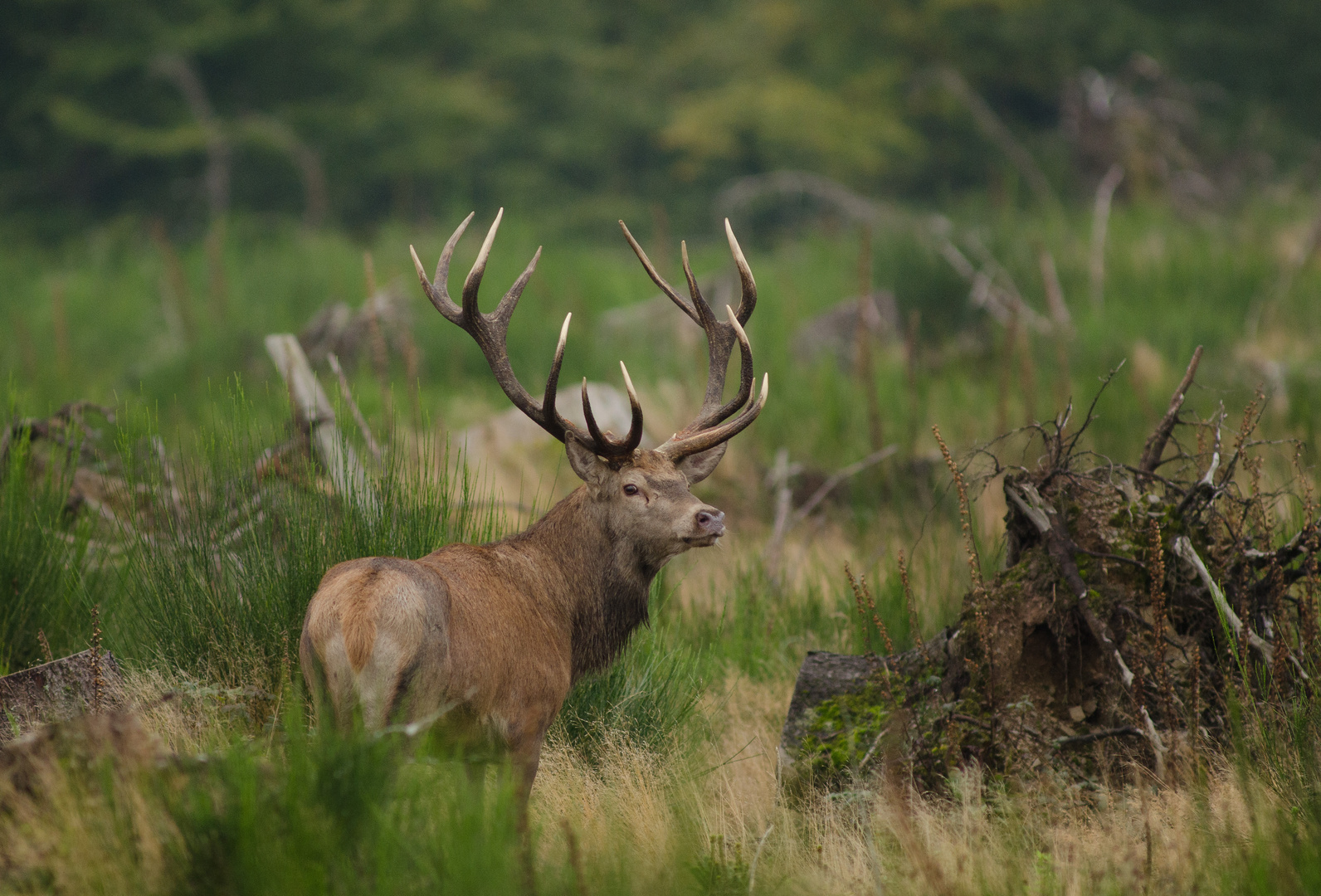 Rothirsch auf Brautschau Foto & Bild | tiere, wildlife, säugetiere ...