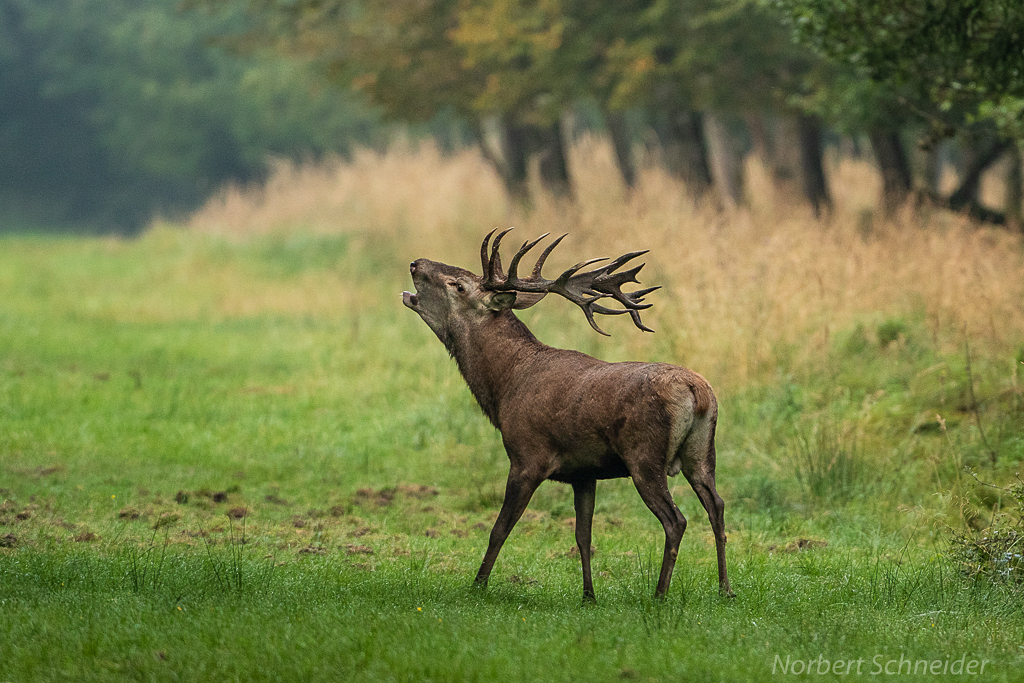 Rothirsch Foto & Bild | tiere, wildlife, säugetiere Bilder auf ...
