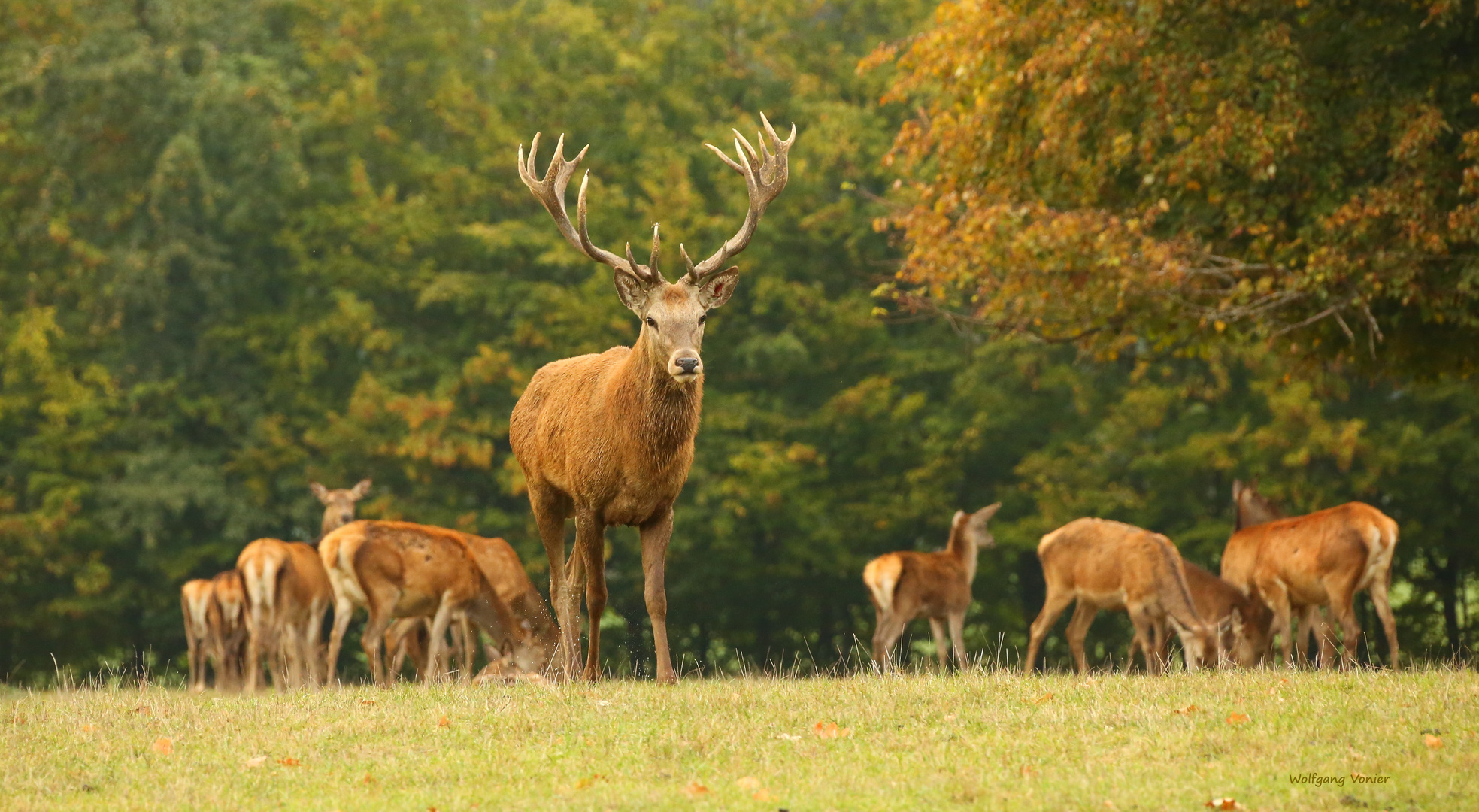 Rothirsch bei der Brunft Foto & Bild | tiere, zoo, wildpark & falknerei ...