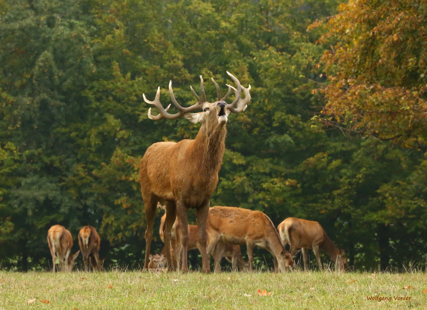 Rothirsch bei der Brunft Foto & Bild | tiere, zoo, wildpark & falknerei ...