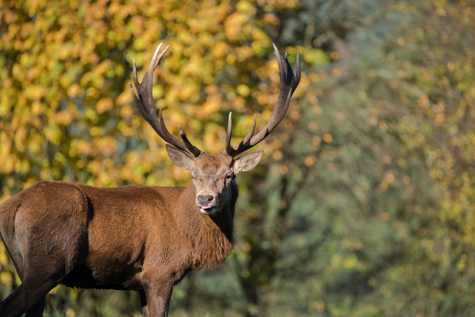 Rothirsch Foto & Bild | nature, rot, wald Bilder auf fotocommunity