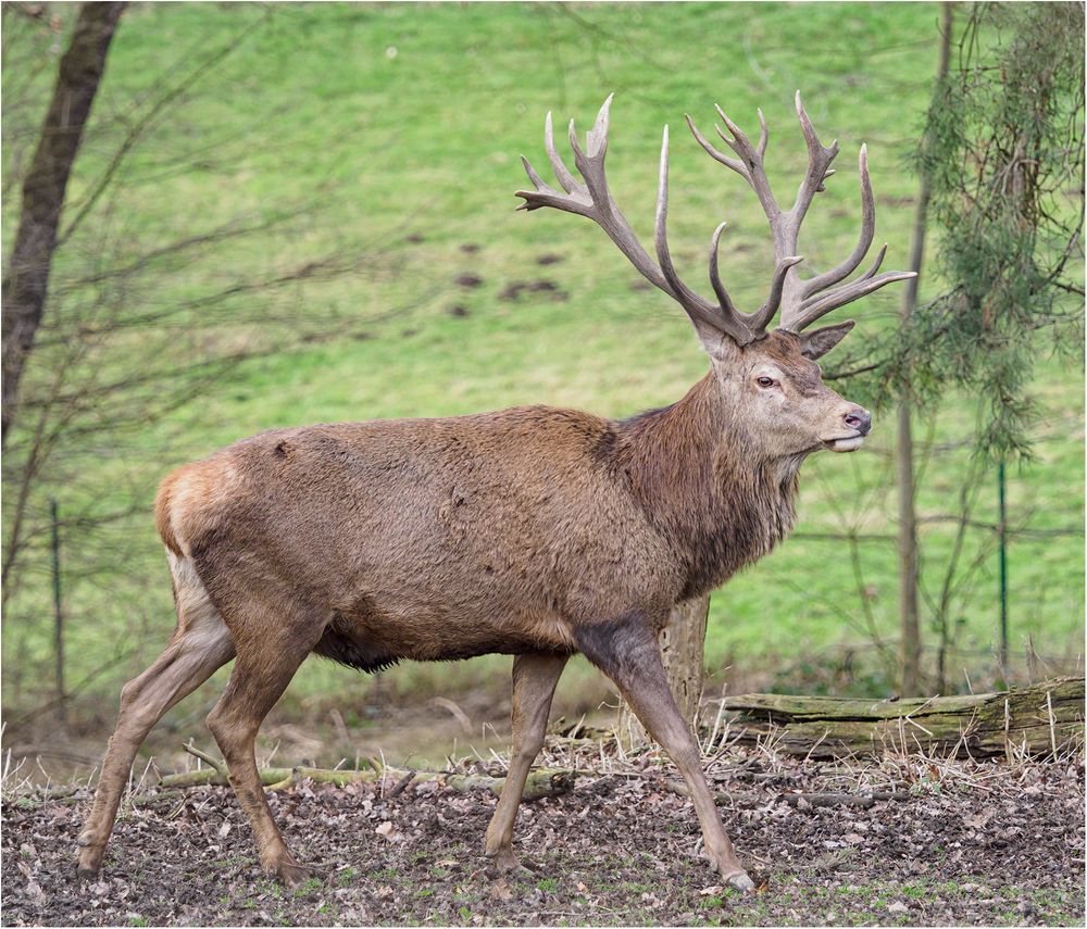 Rothirsch Foto & Bild | nature, natur, portrait Bilder auf fotocommunity