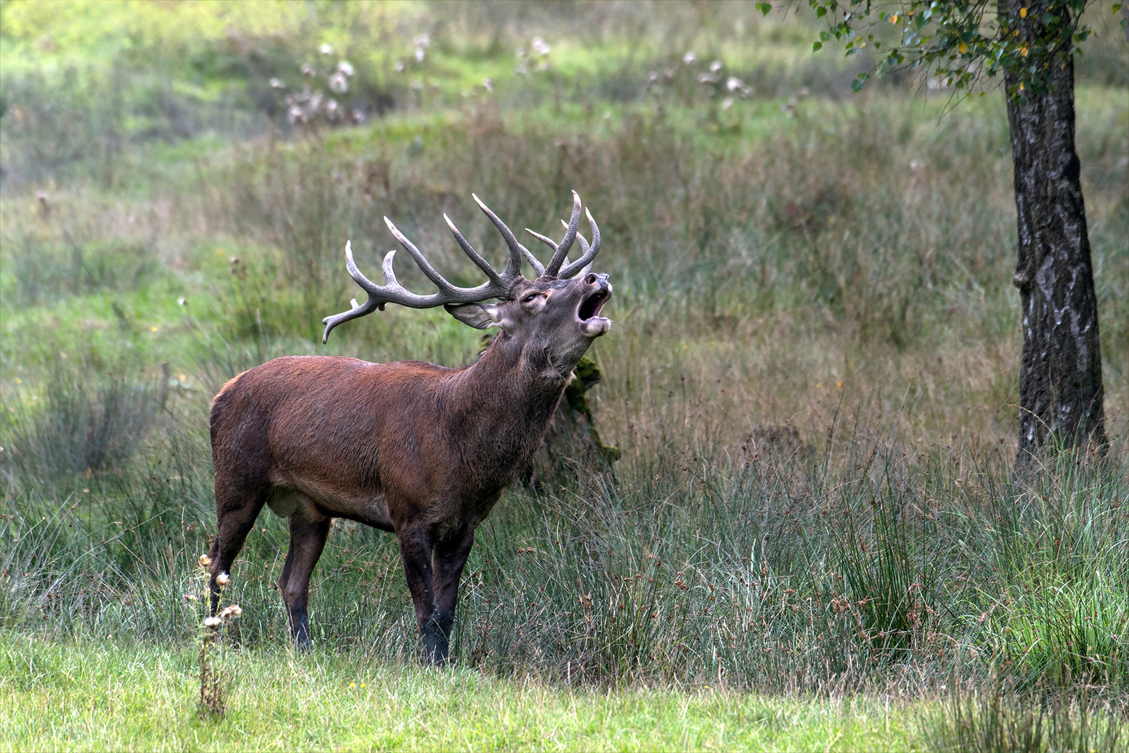 Rothirsch Foto & Bild | natur, hessen, tiere Bilder auf fotocommunity