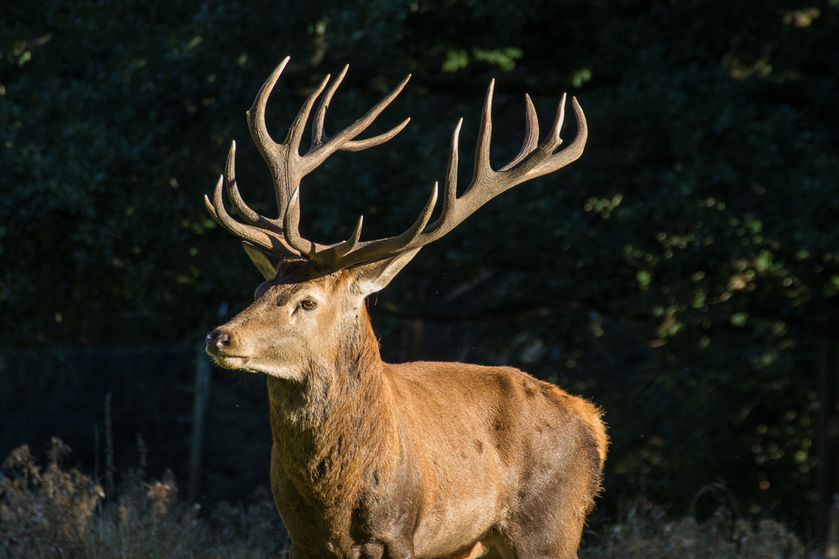 Rothirsch Foto & Bild | tiere, zoo, wildpark & falknerei, säugetiere ...