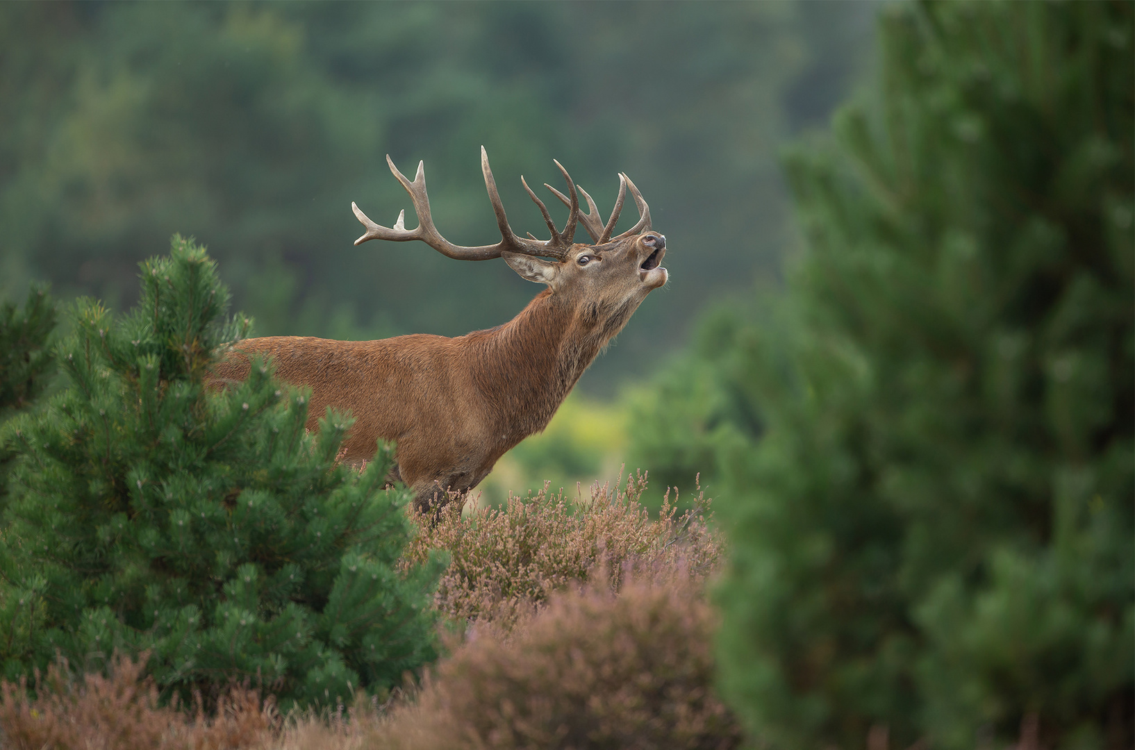 Rothirsch (Cervus elaphus) Foto & Bild | outdoor, brandenburg, natur ...