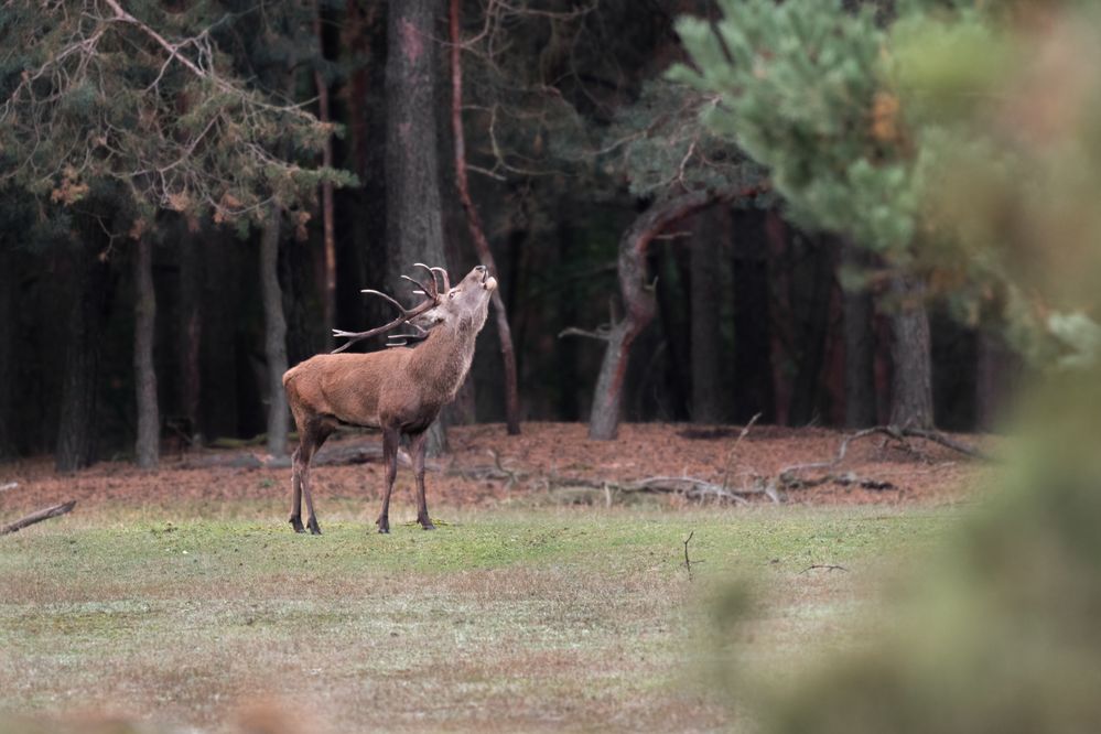 Rothirsch (Cervus elaphus) Foto & Bild | brandenburg, natur, herbst ...