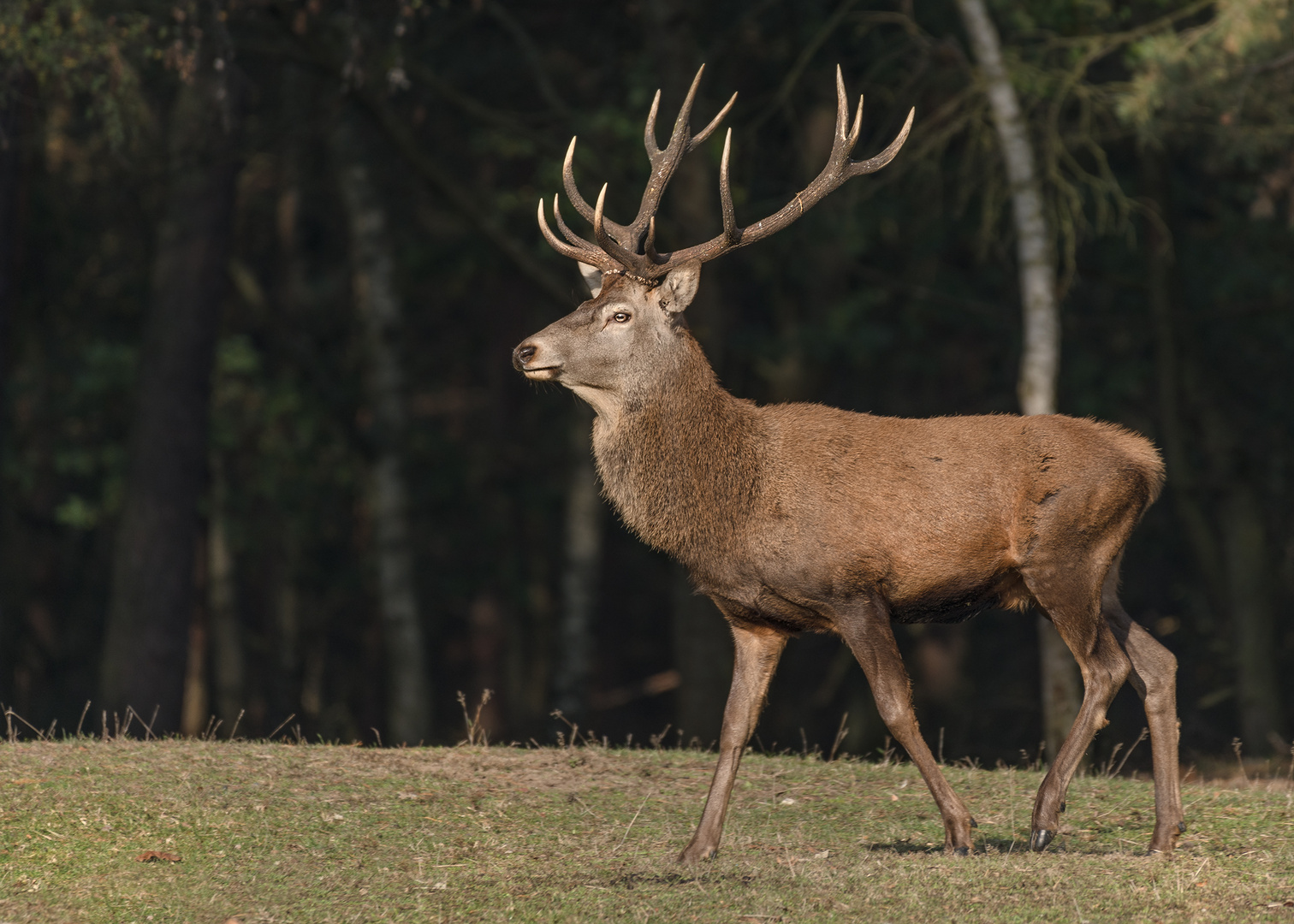 Rothirsch (Cervus elaphus) Foto & Bild | winter, brandenburg, natur ...