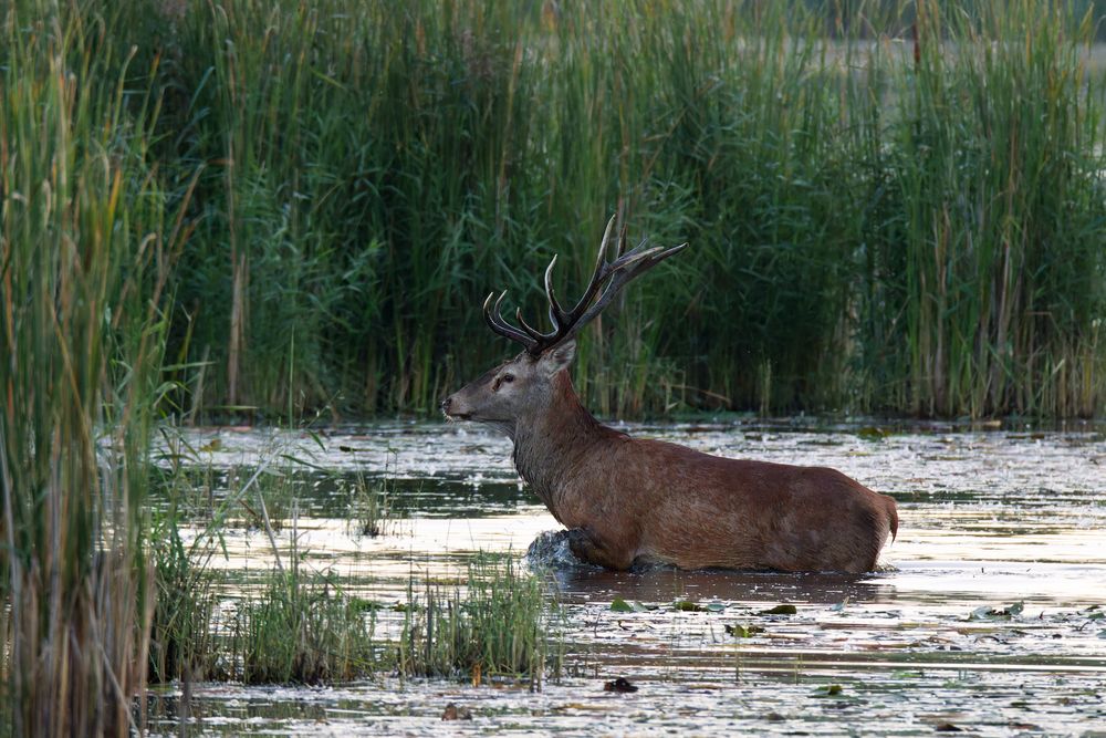 Rothirsch (Cervus elaphus) im Wasser Foto & Bild | fotos, wasser ...