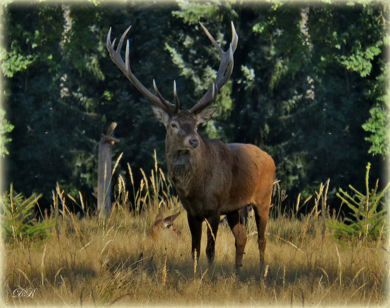 Rothirsch Foto & Bild | fotos, natur, landschaft Bilder auf fotocommunity