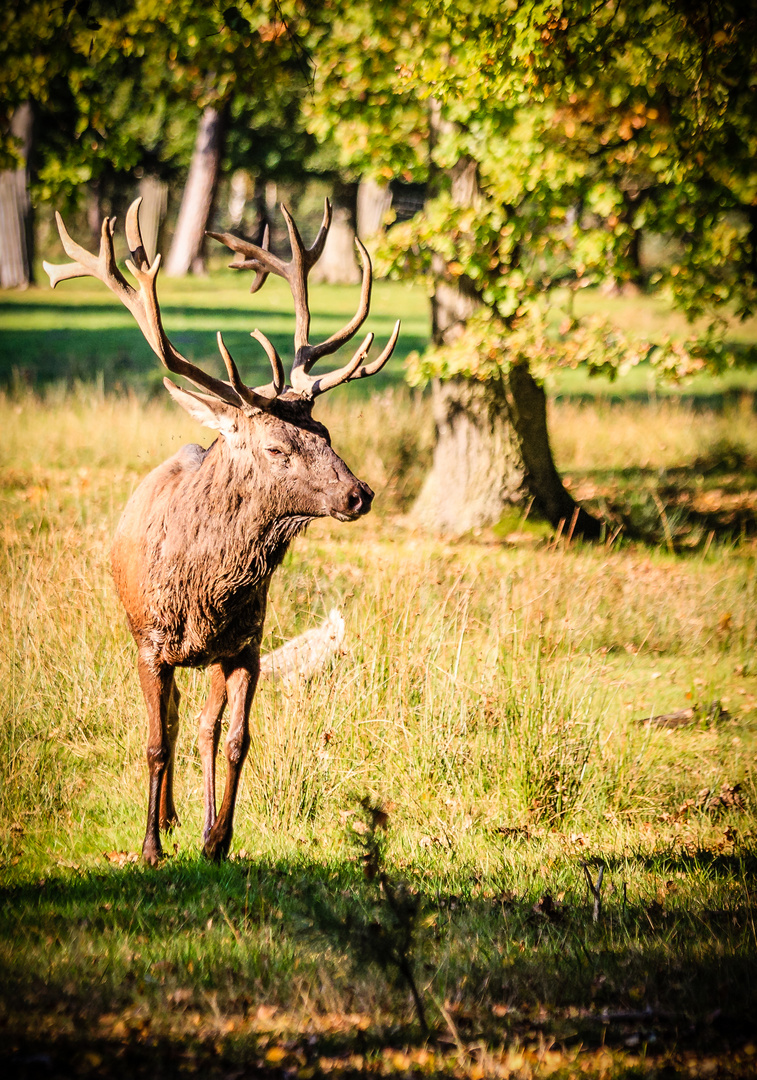Rothirsch Foto & Bild | tiere, wildlife, säugetiere Bilder auf ...