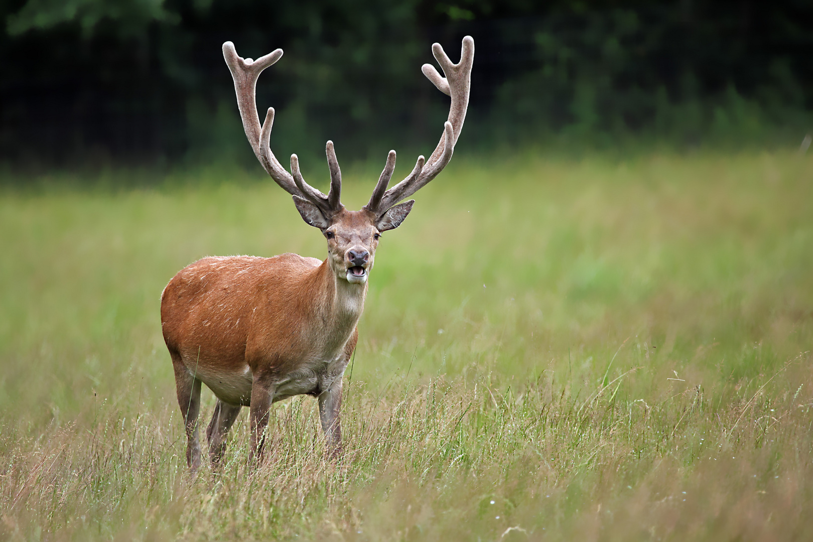 Rothirsch Foto & Bild | tiere, zoo, wildpark & falknerei, natur Bilder ...
