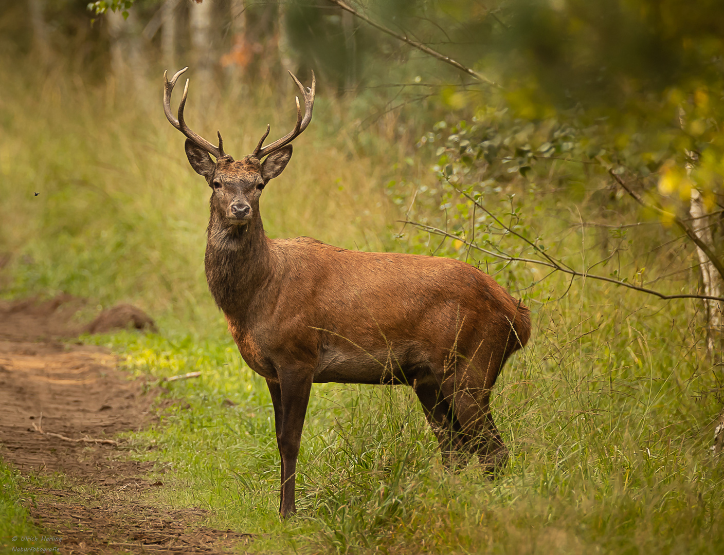 Rothirsch Ehra-Holz 1-1 Foto & Bild | natur, wildlife Bilder auf ...
