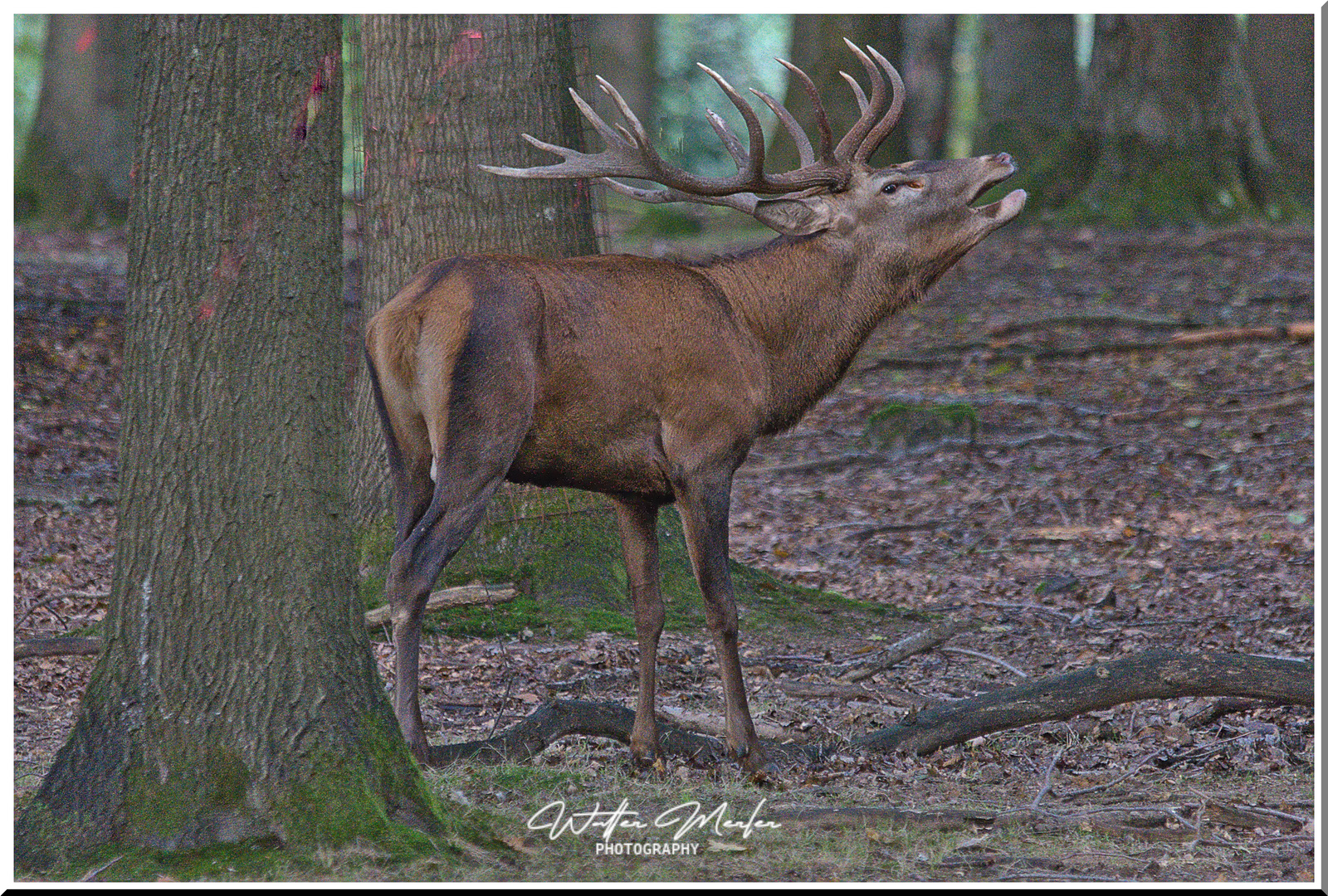 Rothirsch Foto & Bild | tiere, wildlife, wildlife: sonstige tiere ...