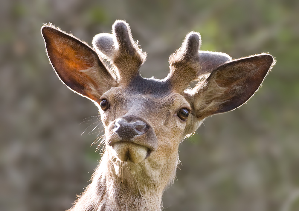 Rothirsch im Bast Foto & Bild | tiere, wildlife, säugetiere Bilder auf ...