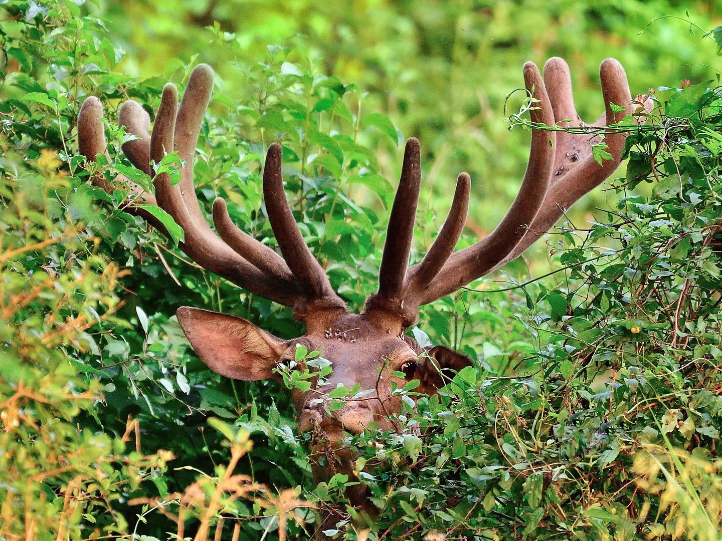 Rothirsch im Bast Foto & Bild | tiere, wildlife, säugetiere Bilder auf ...