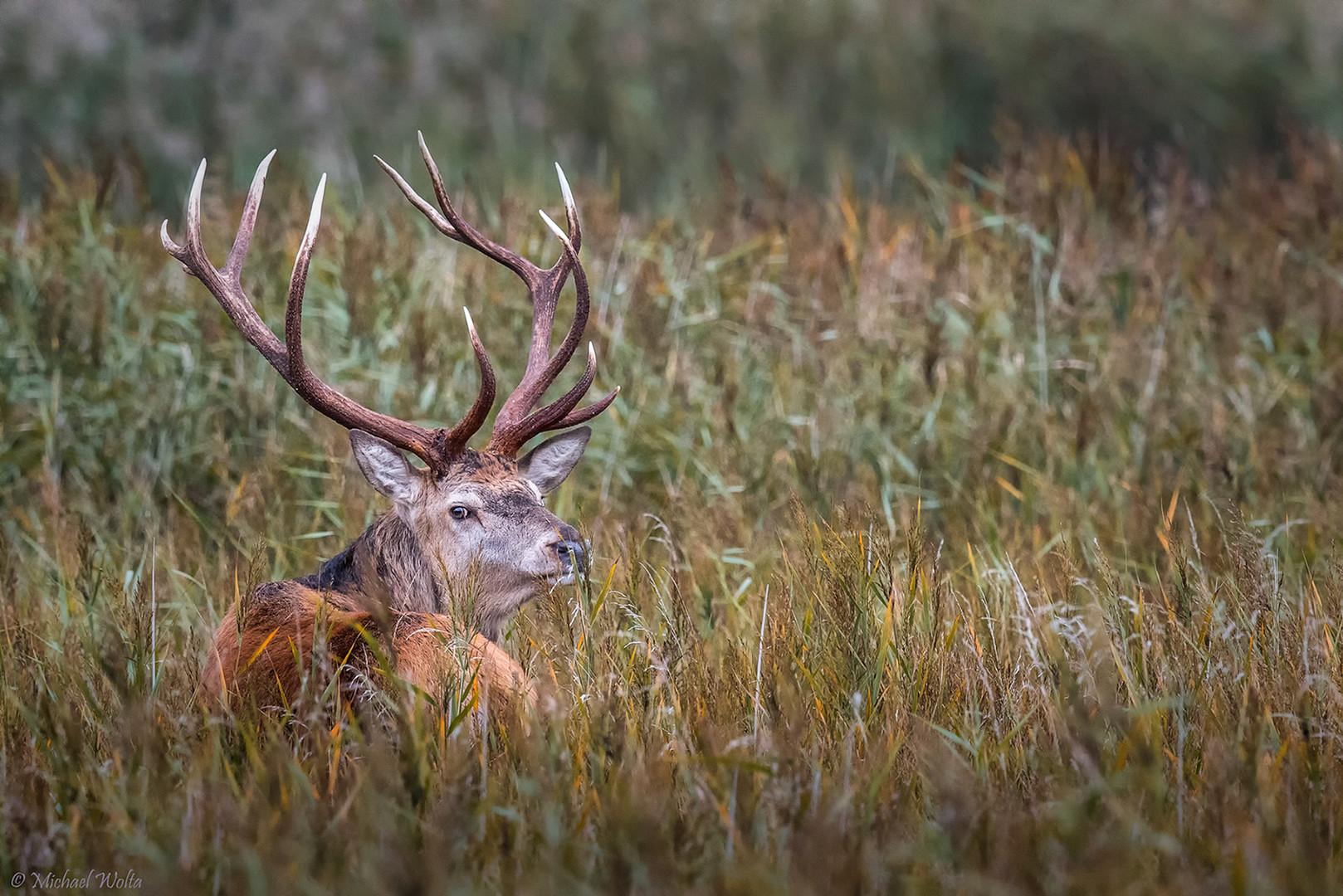 Rothirsch im Habitat Foto & Bild | tiere, wildlife, säugetiere Bilder ...