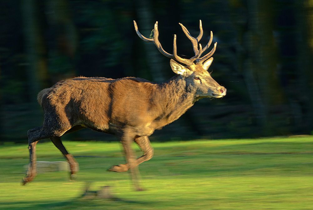 Rothirsch im vollen Sprint Foto & Bild | natur, zoo, tiere Bilder auf ...