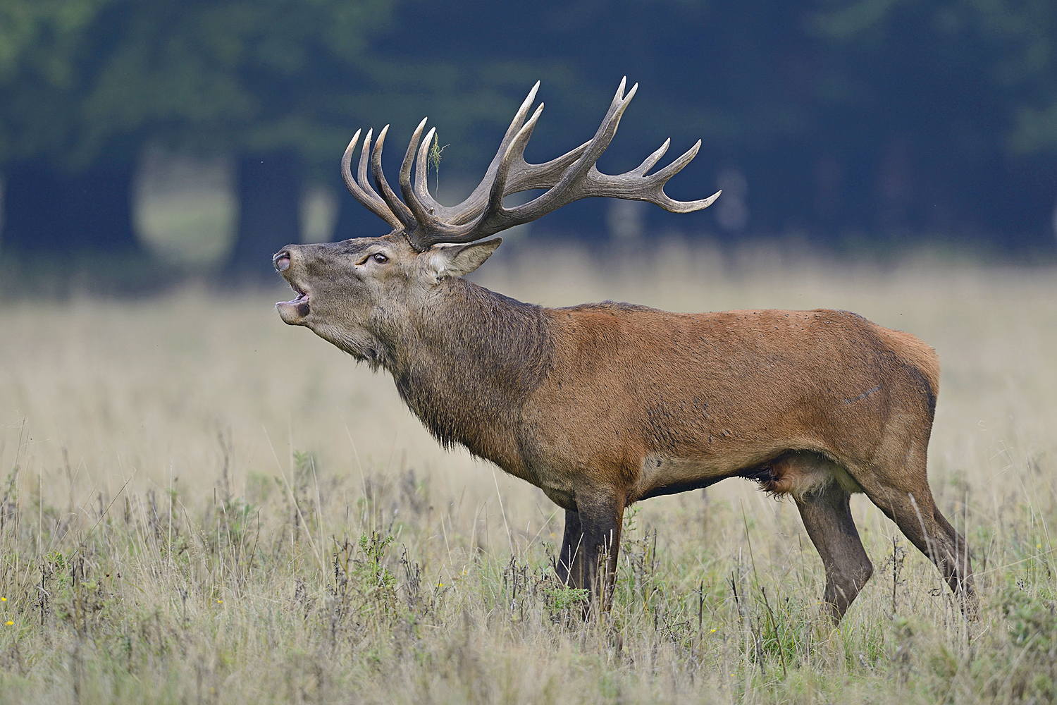 Rothirsch in Jaegersborg Foto & Bild | tiere, wildlife, säugetiere ...