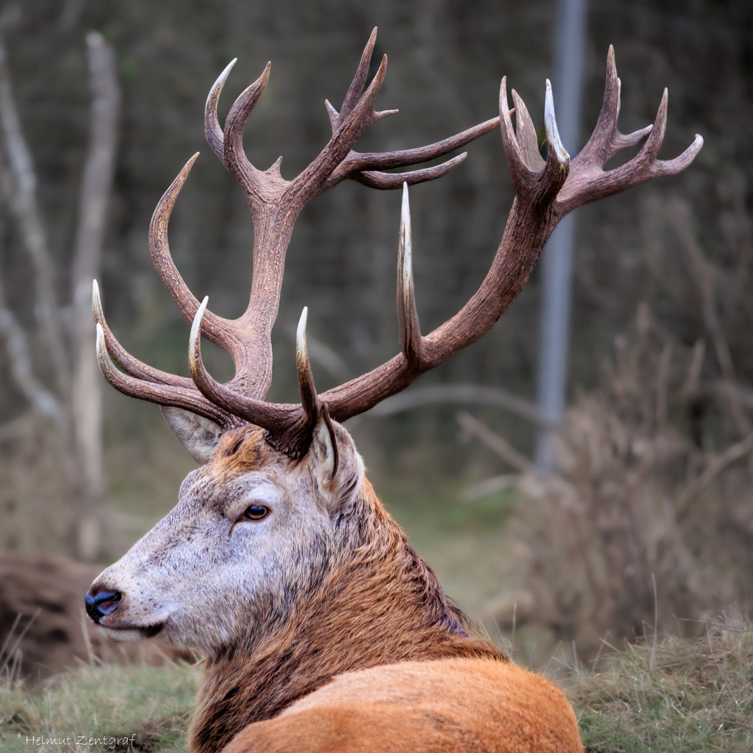 Rothirsch mit wunderbarem Geweih Foto & Bild | deutschland, europe ...