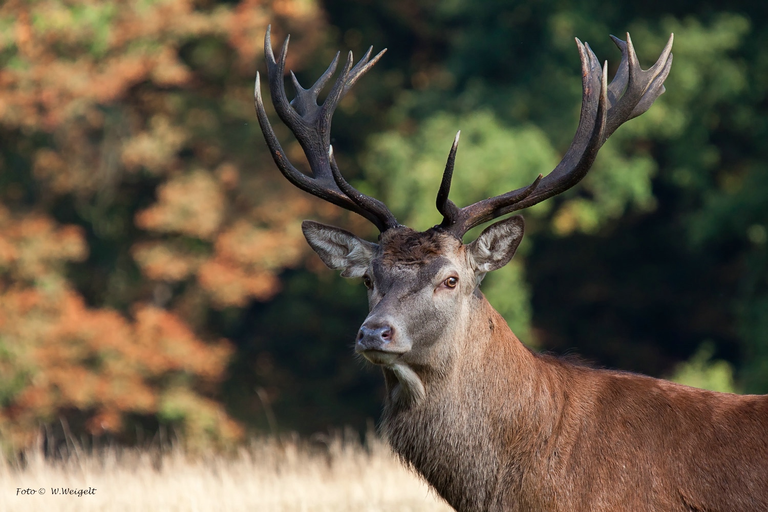 Rothirsch-Porträt Foto & Bild | portfolio, natur, tiere Bilder auf ...