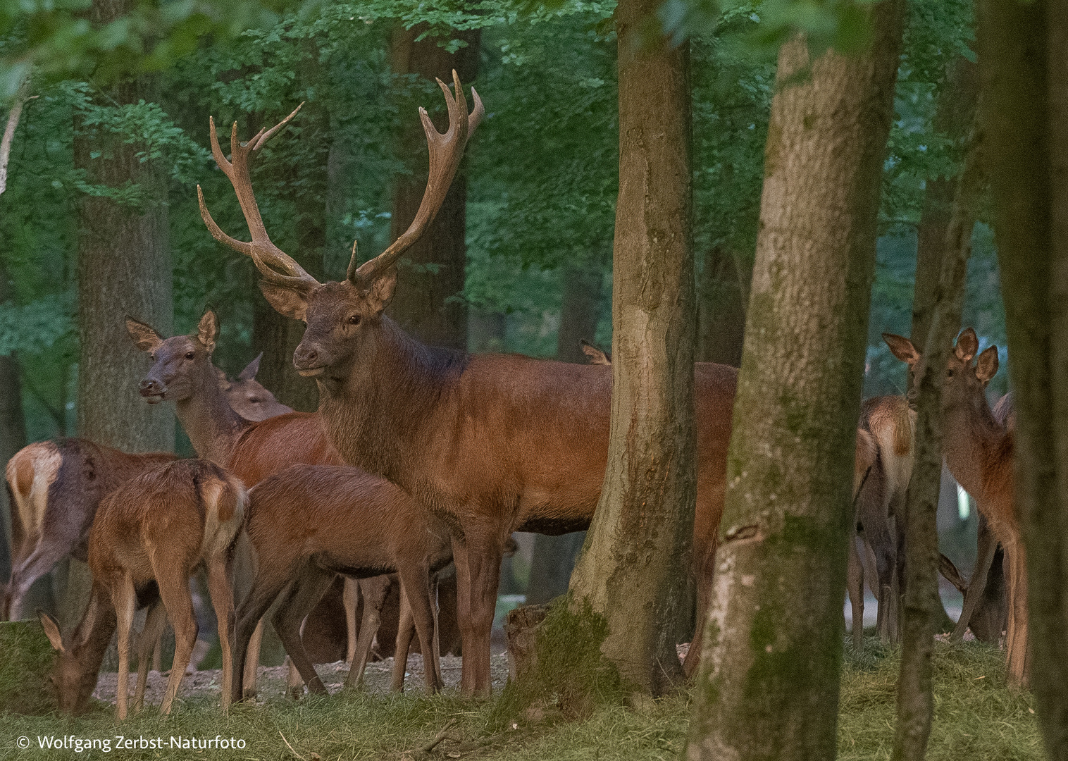 Rothirsch Rudel --- Foto & Bild | fotos, winter, frühling Bilder auf ...